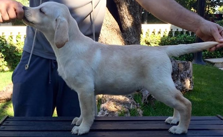 Cachorros Labrador Retriever