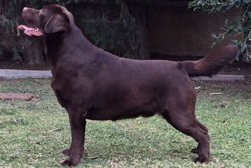 Cachorros Labrador Retriever