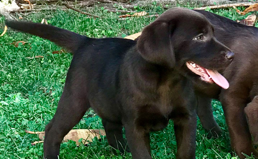 Cachorros Labrador Retriever