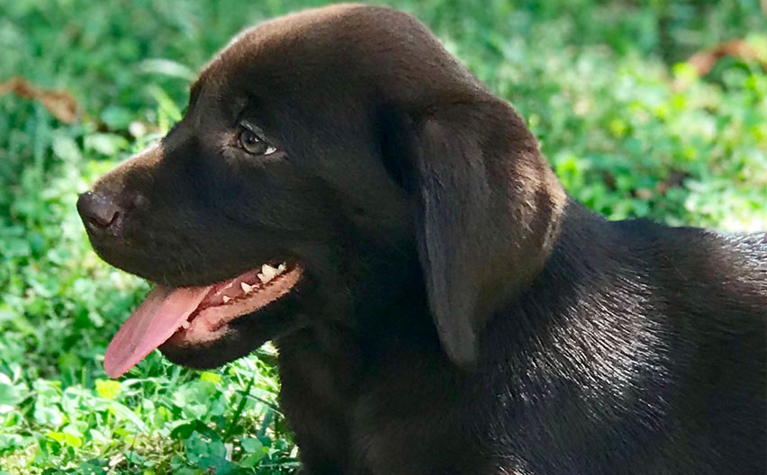 Cachorros Labrador Retriever