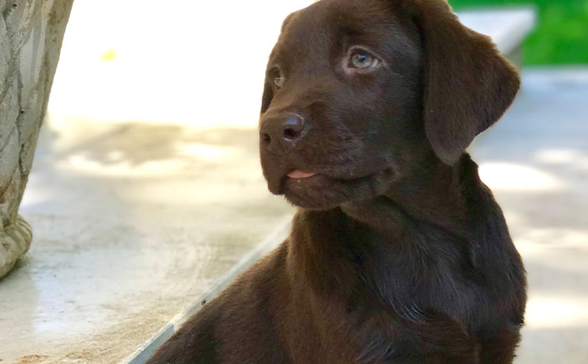 Cachorros Labrador Retriever