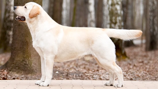 Macho Labrador Retriever - Kowalski Leonardo
