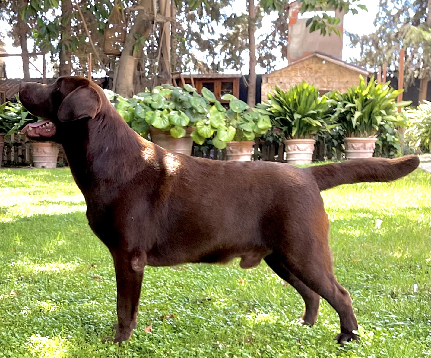 Labrador Retriever Machos