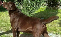 Labrador Retriever Machos